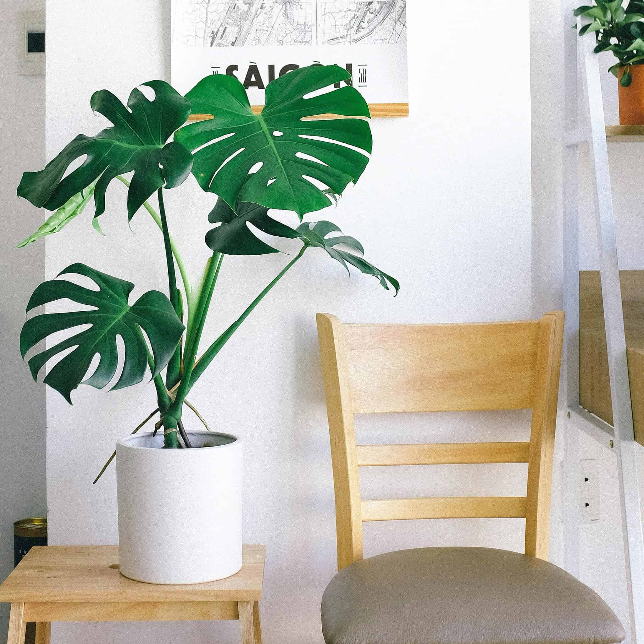 15 Best Indoor Plants for Any Home - The Ultimate Homestead