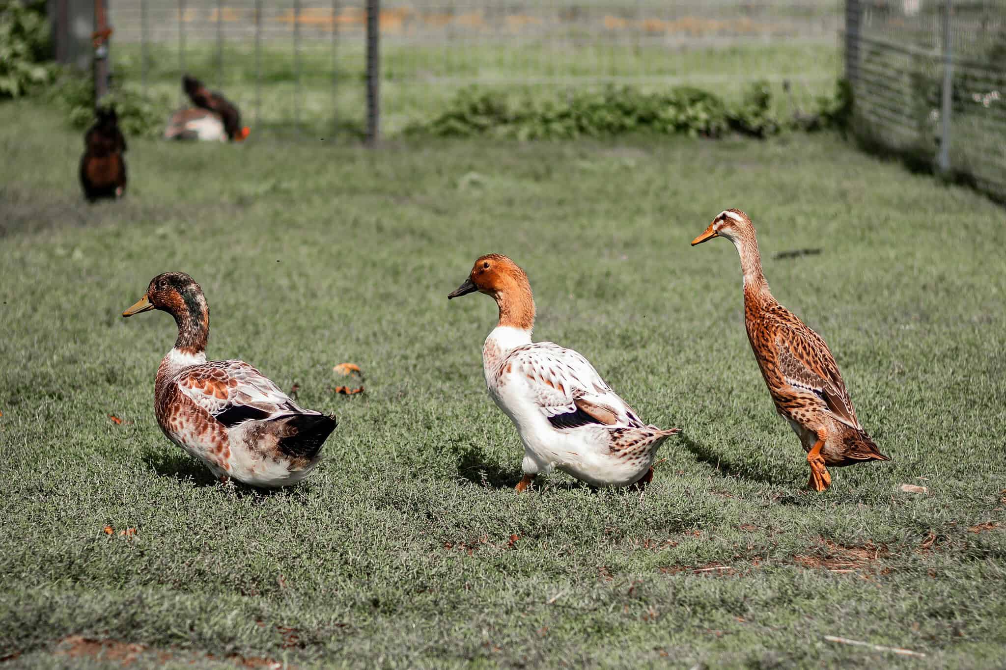 How to Raise Ducks (6 Important Things You Need to Know) - The Ultimate ...