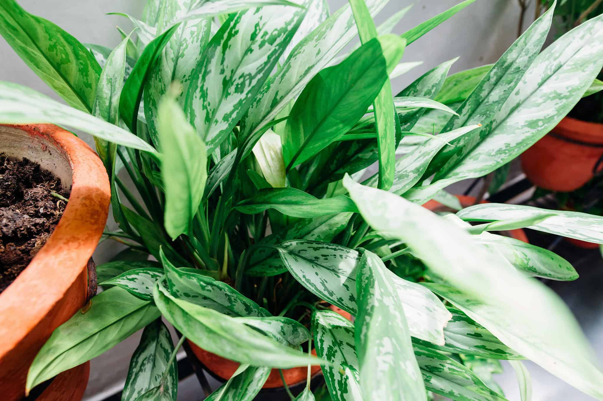 15 Best Indoor Plants for Any Home - The Ultimate Homestead