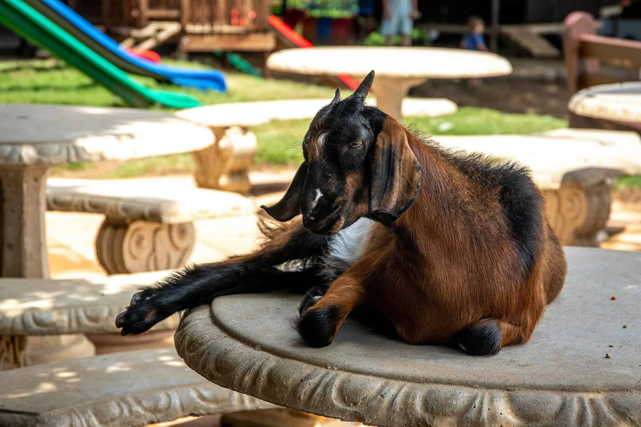 15 Goat Playground Ideas to Keep Your Herd Active and Happy - The ...