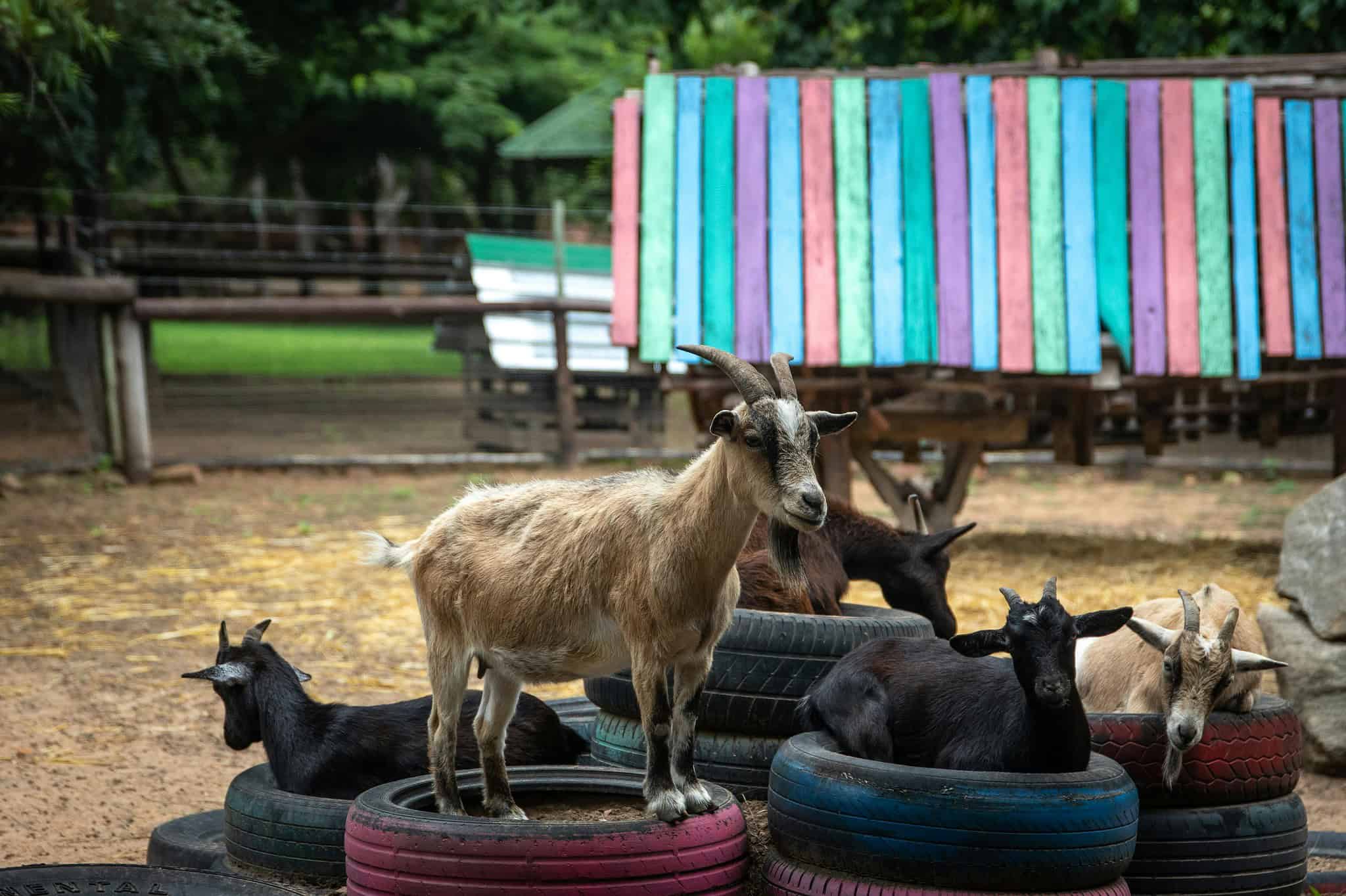 15 Goat Playground Ideas to Keep Your Herd Active and Happy - The Ultimate Homestead