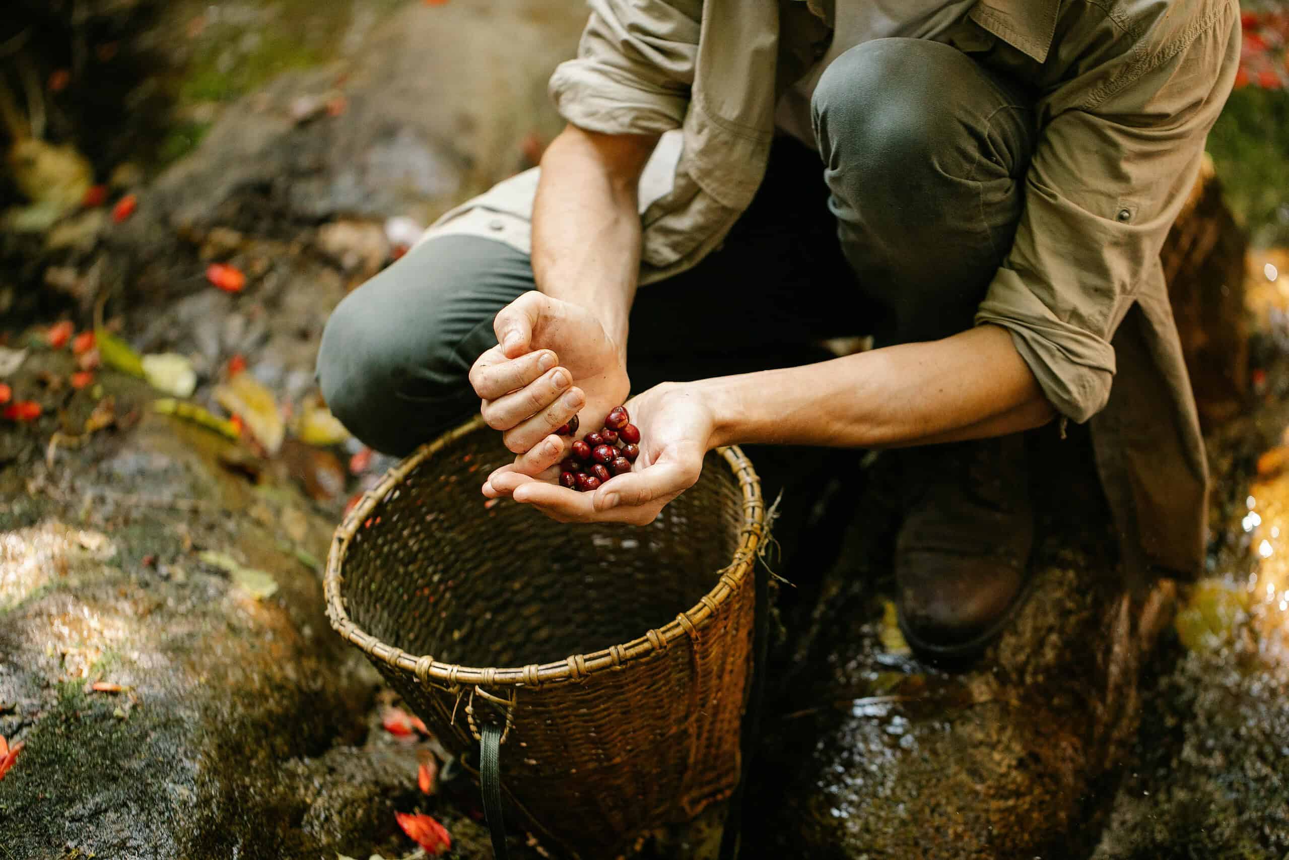 What You Should Know About Wild Food Foraging (A Beginner’s Guide ...