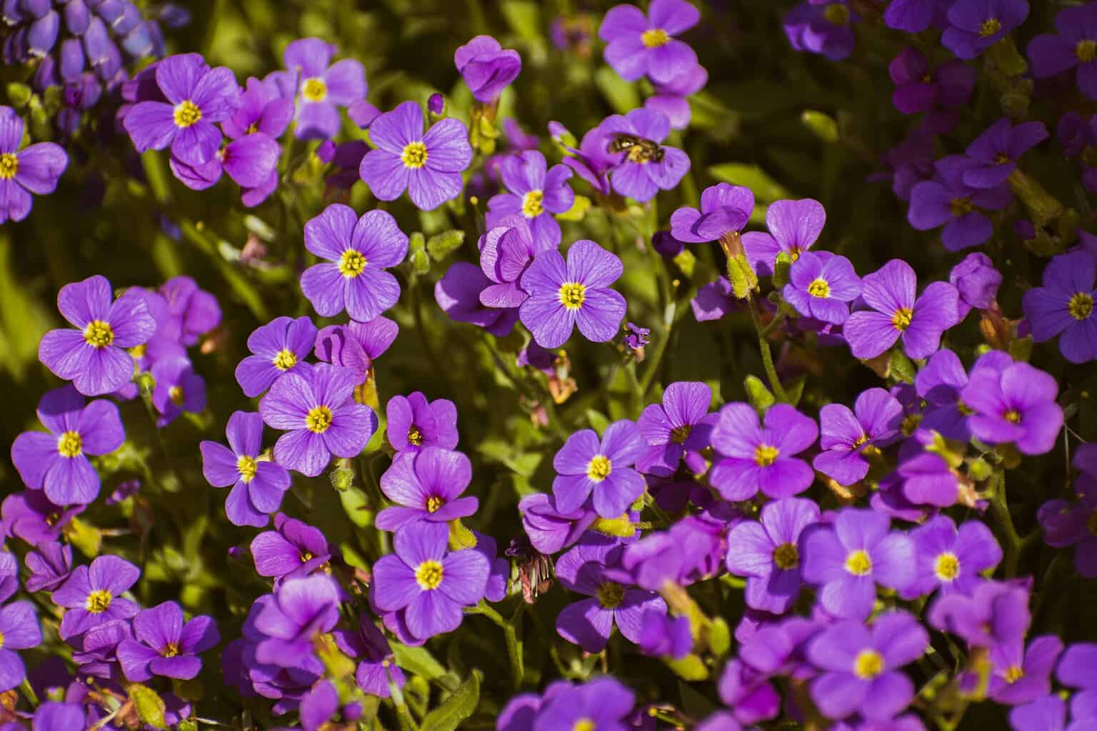 15 Best Ground Cover Plants for Full Sun (Low Maintenance & Drought ...