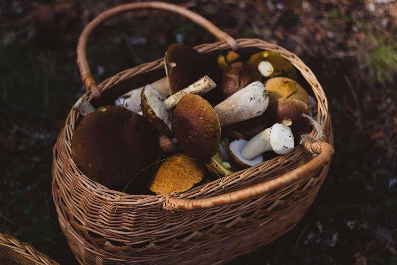 What You Should Know About Wild Food Foraging (A Beginner’s Guide ...