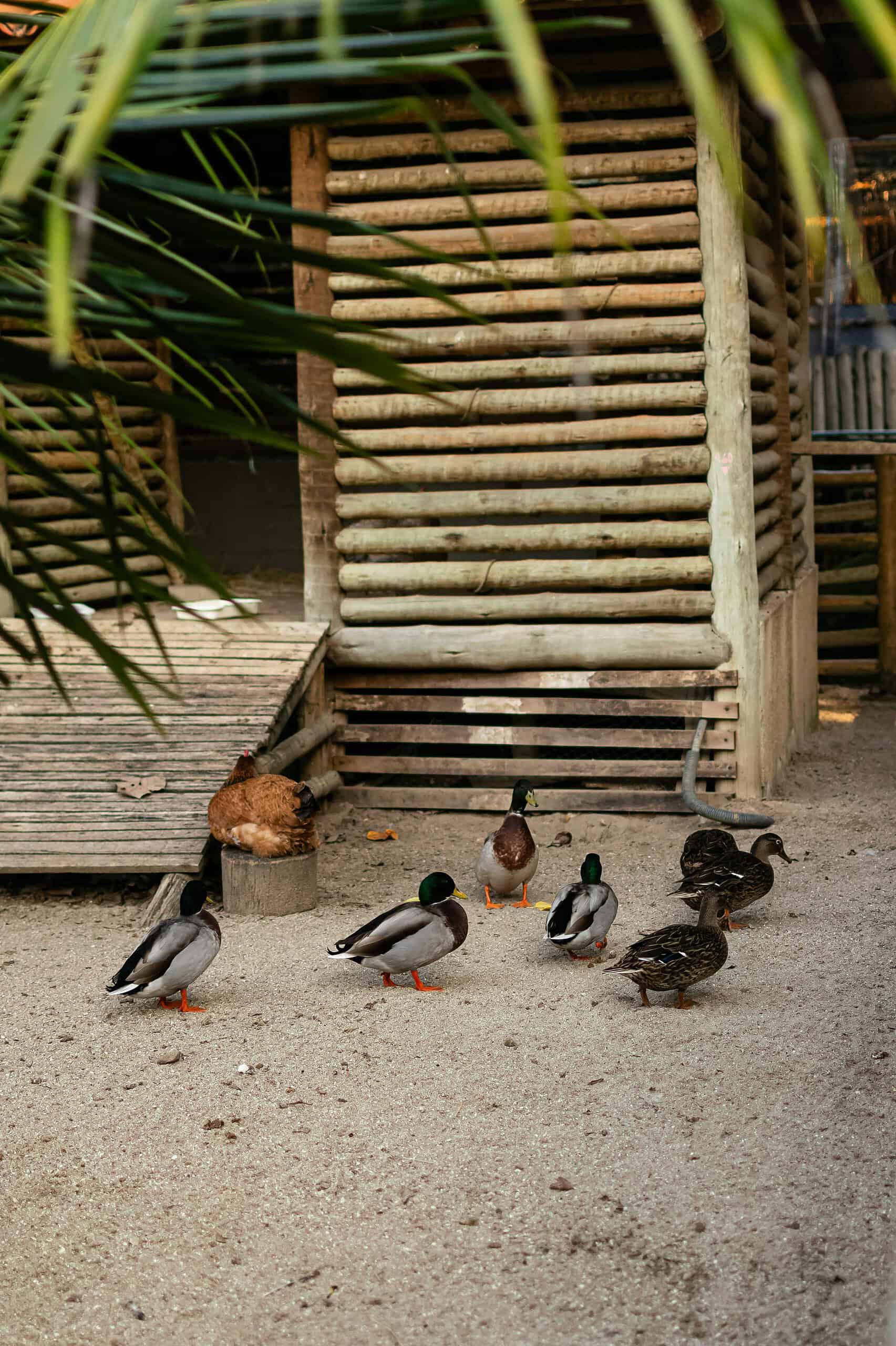 How to Raise Ducks (6 Important Things You Need to Know) - The Ultimate ...