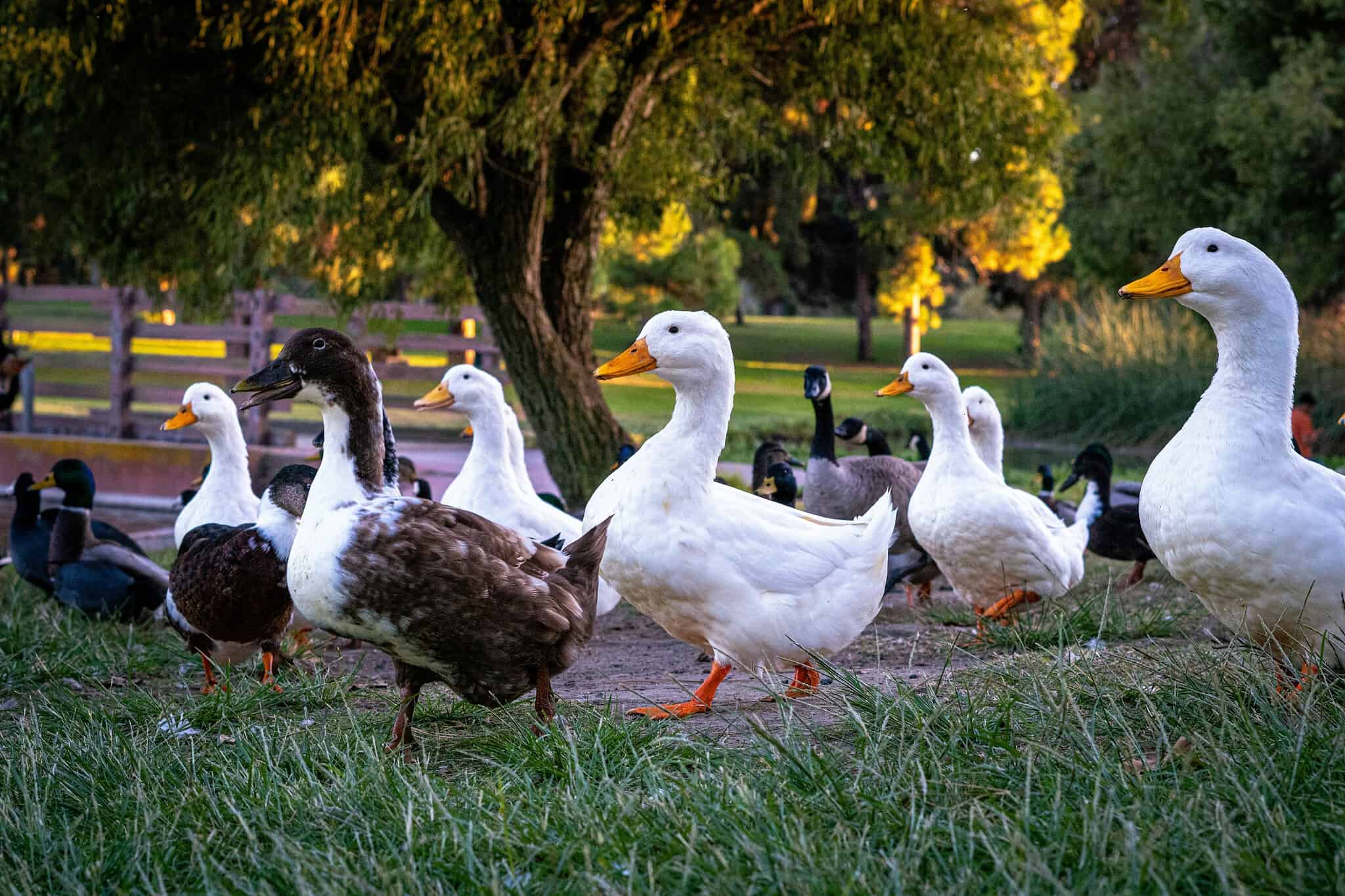How to Raise Ducks (6 Important Things You Need to Know) - The Ultimate ...