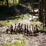 How to Raise Ducks (6 Important Things You Need to Know) - The Ultimate ...