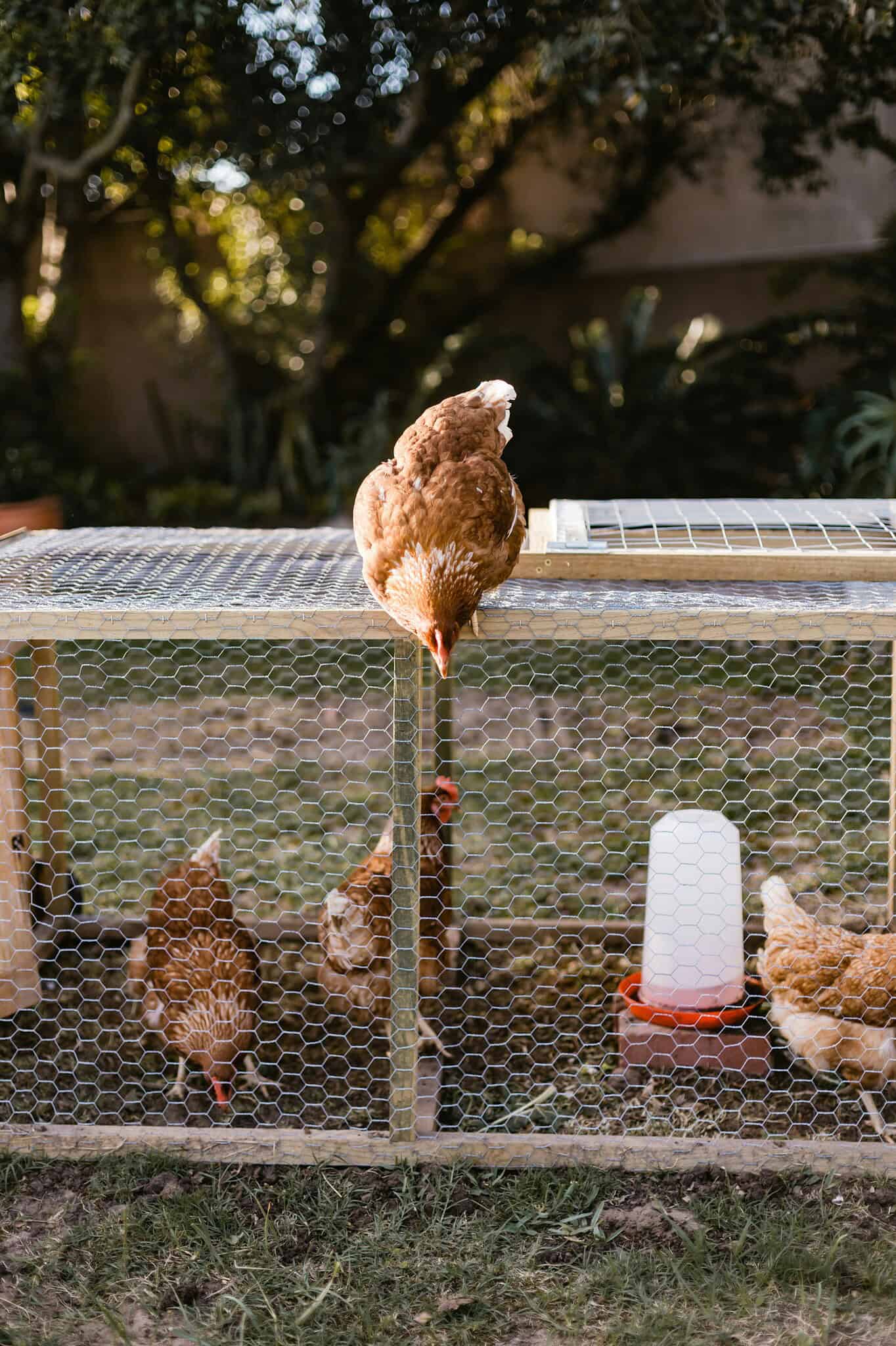 15 Affordable Chicken Tractor Ideas for Any Backyard - The Ultimate ...