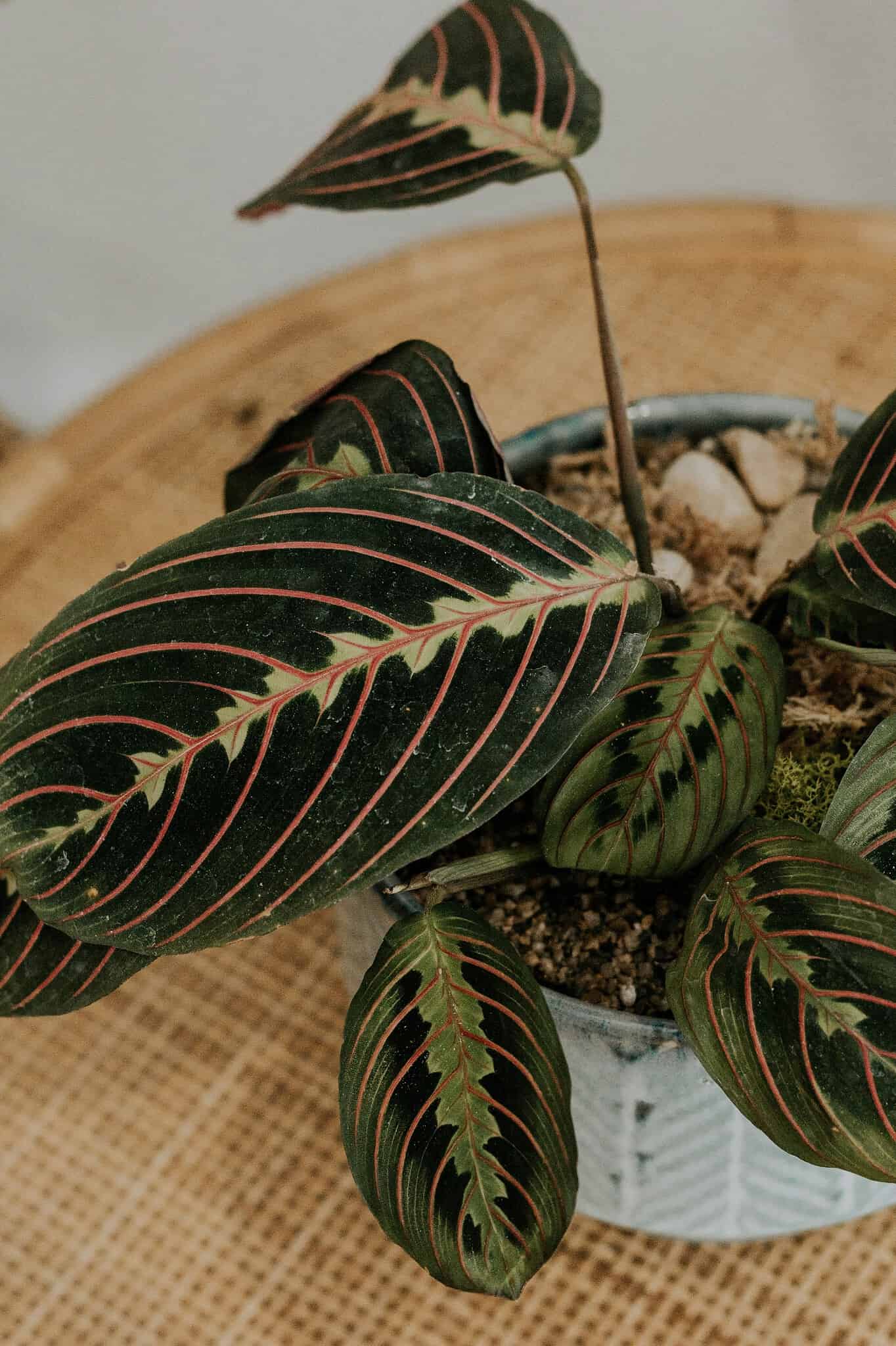 15 Best Indoor Plants for Any Home - The Ultimate Homestead