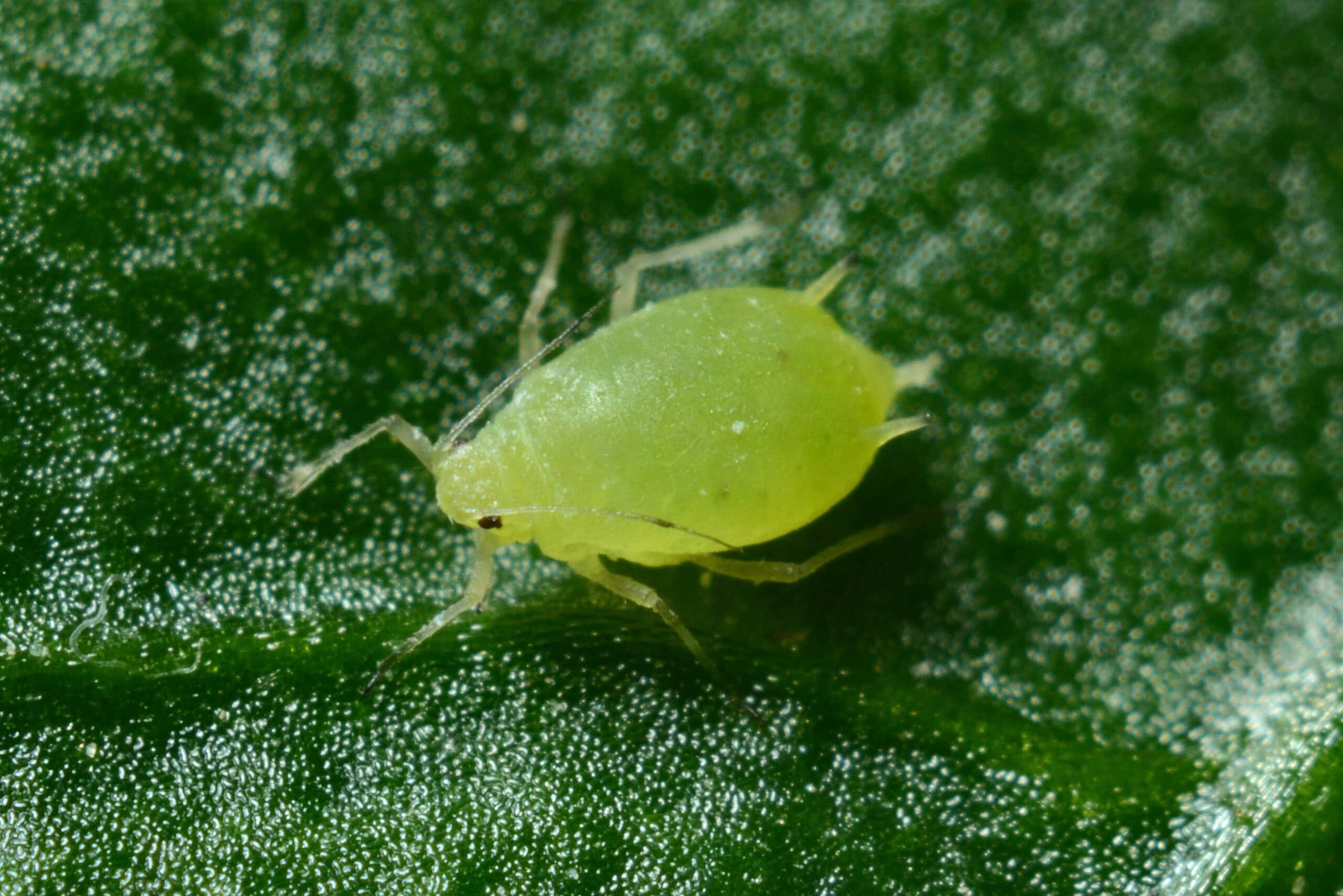 15 Effective Ways to Get Rid of Aphids Naturally - The Ultimate Homestead