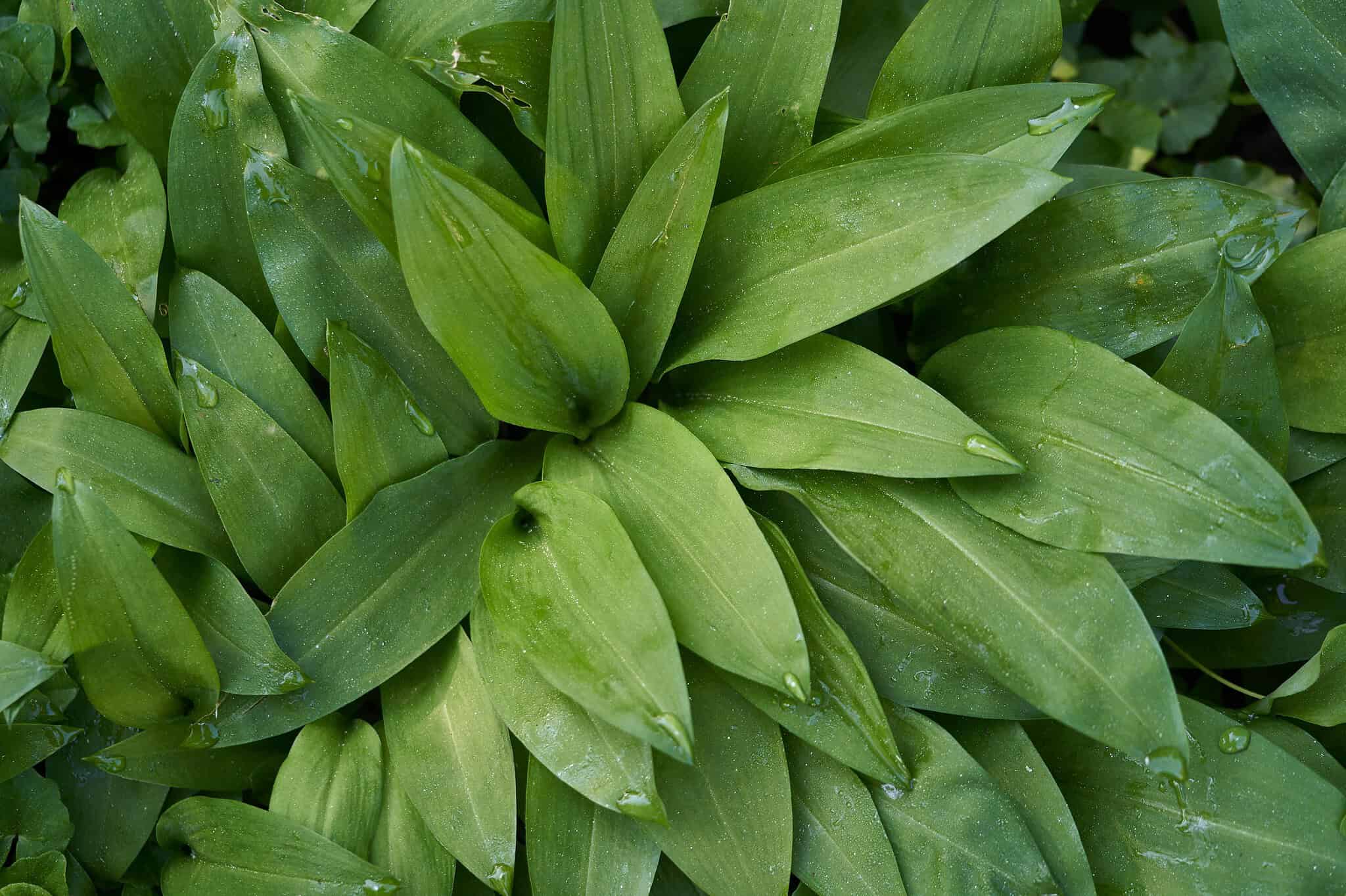 What You Should Know About Wild Food Foraging (A Beginner’s Guide ...