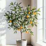 11 Dwarf Fruit Trees You Can Grow Indoors (Make Your Home Greener ...