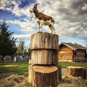 15 Goat Playground Ideas to Keep Your Herd Active and Happy - The ...