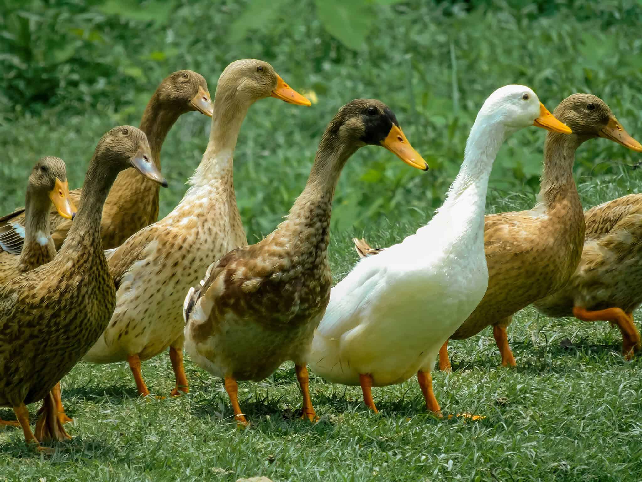 How to Raise Ducks (6 Important Things You Need to Know) - The Ultimate ...