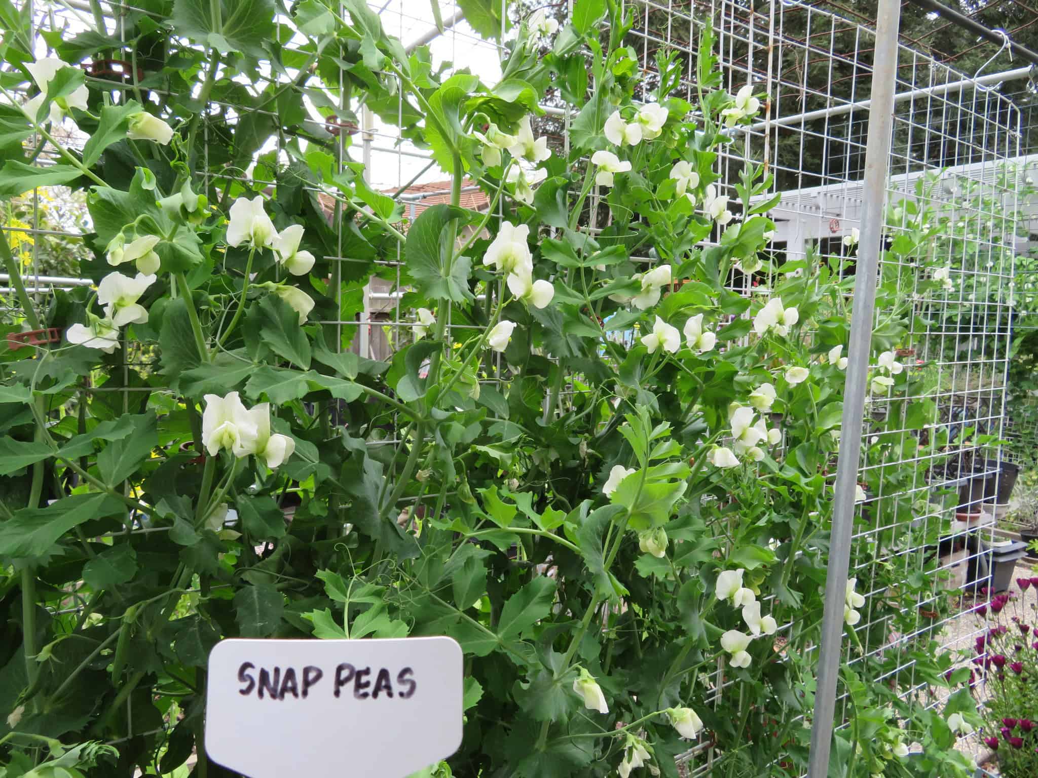 10 DIY Pea Trellis Ideas to Boost Your Garden - The Ultimate Homestead