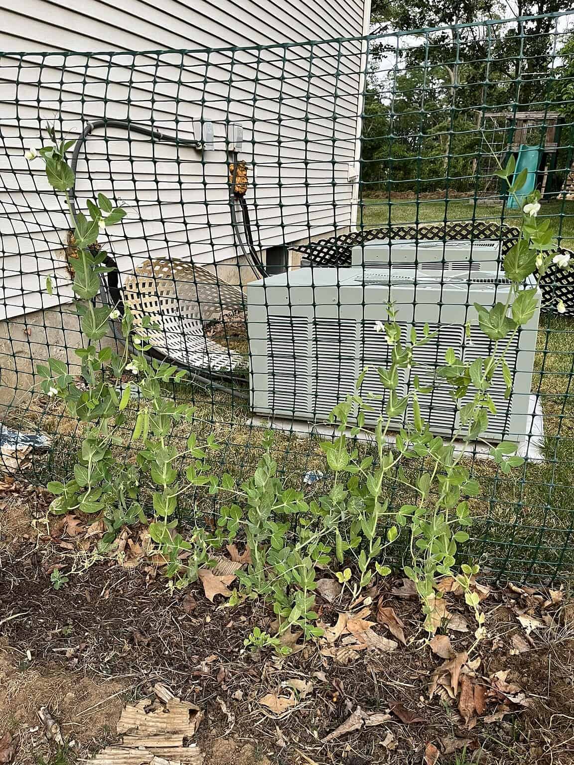 10 DIY Pea Trellis Ideas to Boost Your Garden - The Ultimate Homestead