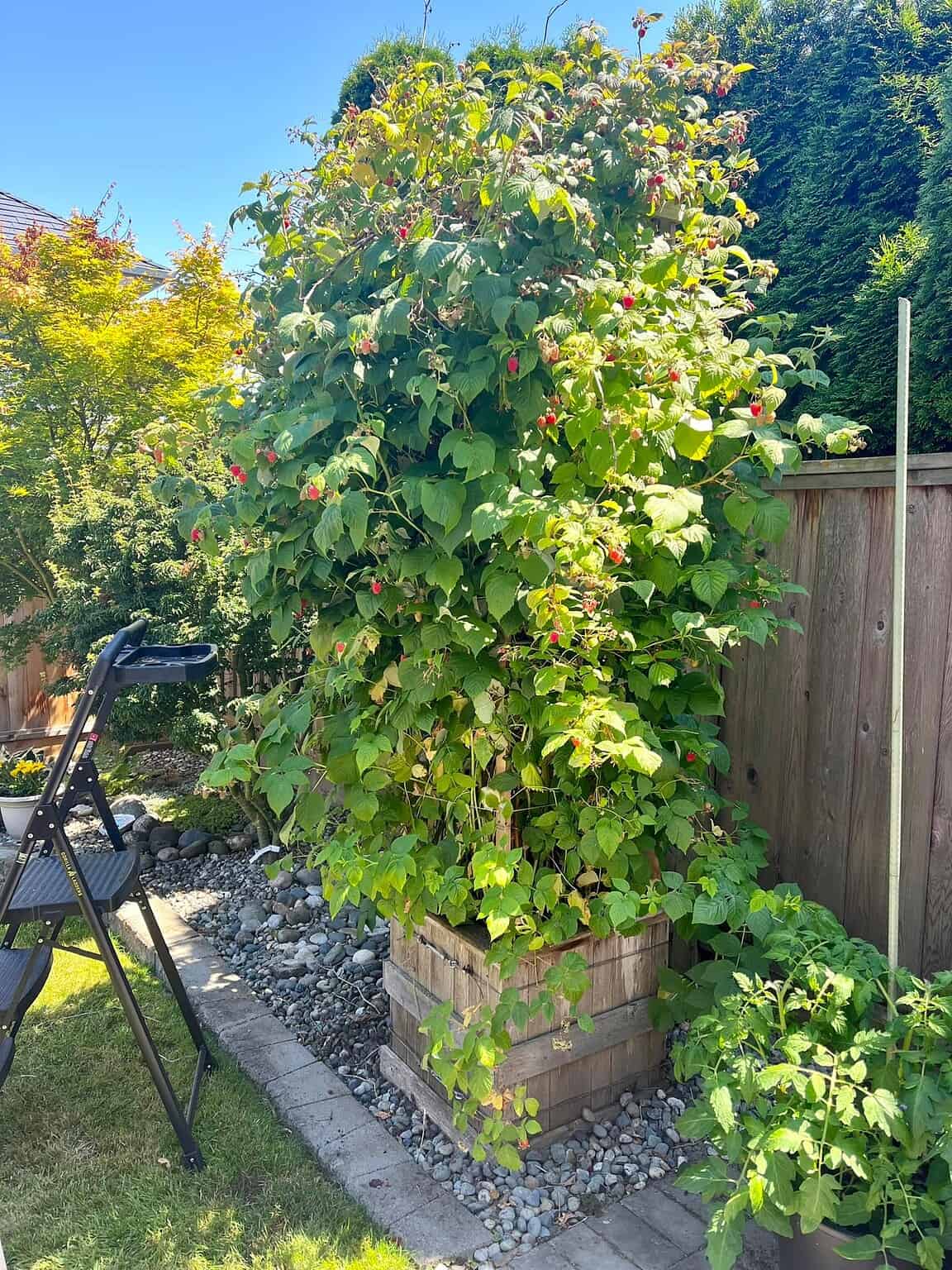 How to Build Raspberry Trellises (3 Simple and Effective Ideas!) - The ...