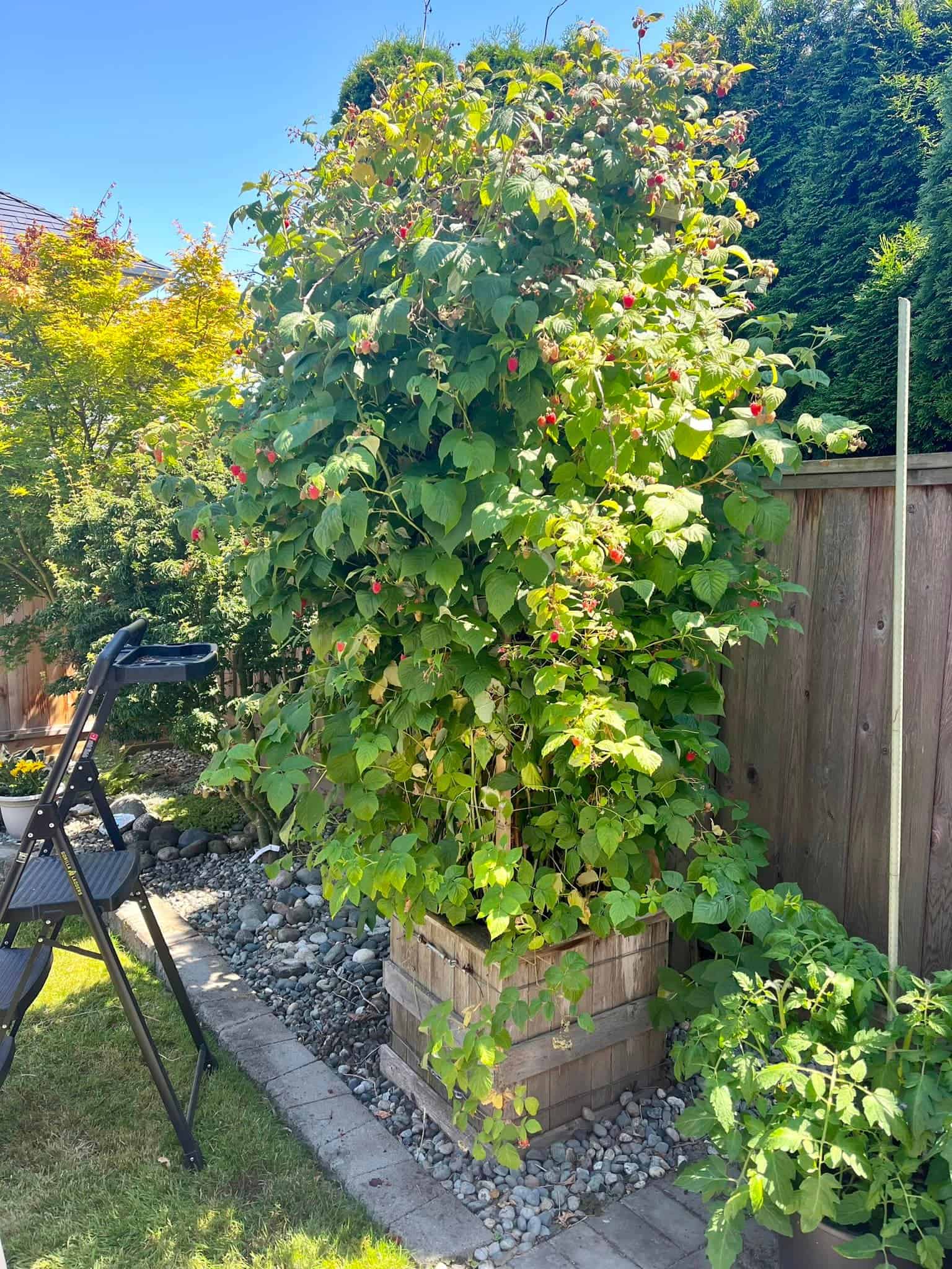 How to Build Raspberry Trellises (3 Simple and Effective Ideas!) - The ...