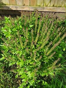 How to Prune Basil for Bigger Harvests and Healthier Plants - The ...