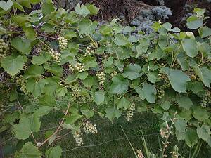 10 Grape Vine Trellis Ideas for Stronger Growth and Better Harvests ...