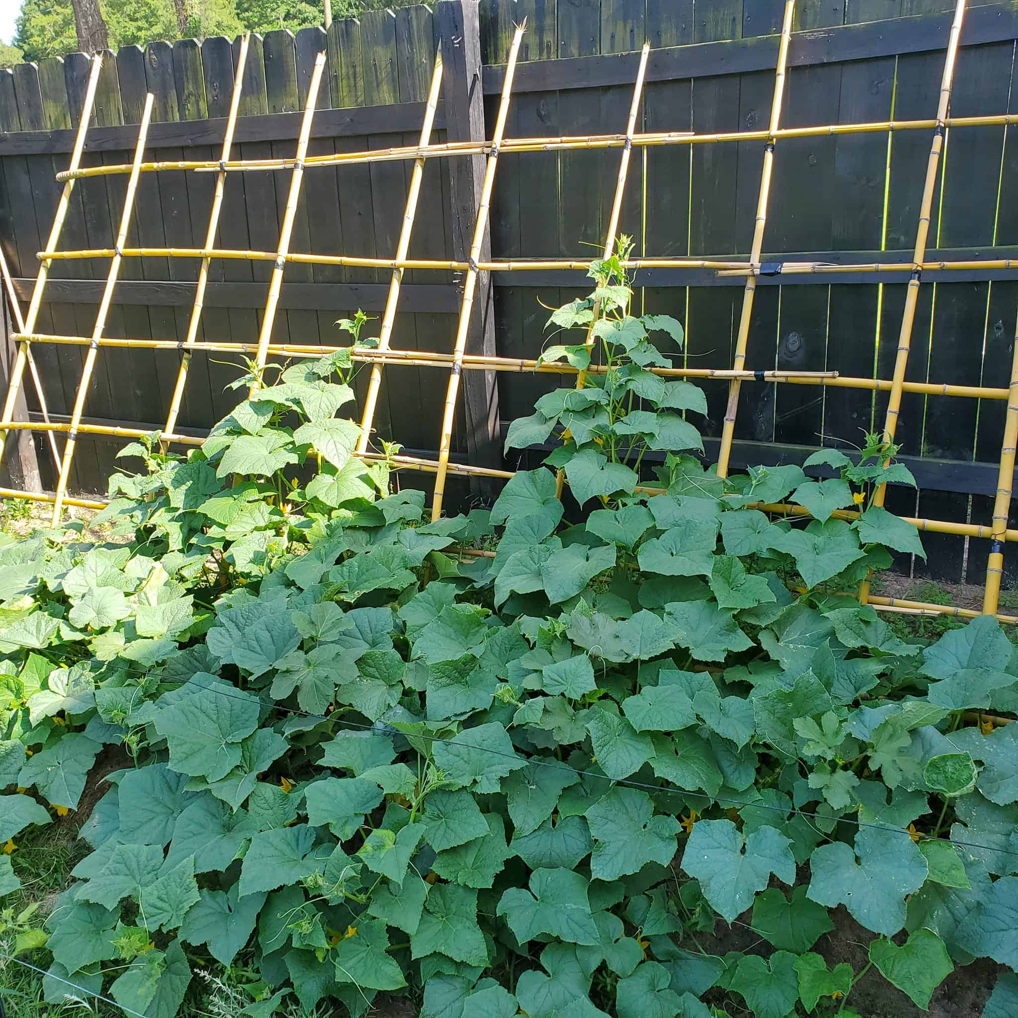 17 Cucumber Trellis Ideas for Small Spaces, Raised Beds, and Large Gardens - The Ultimate Homestead