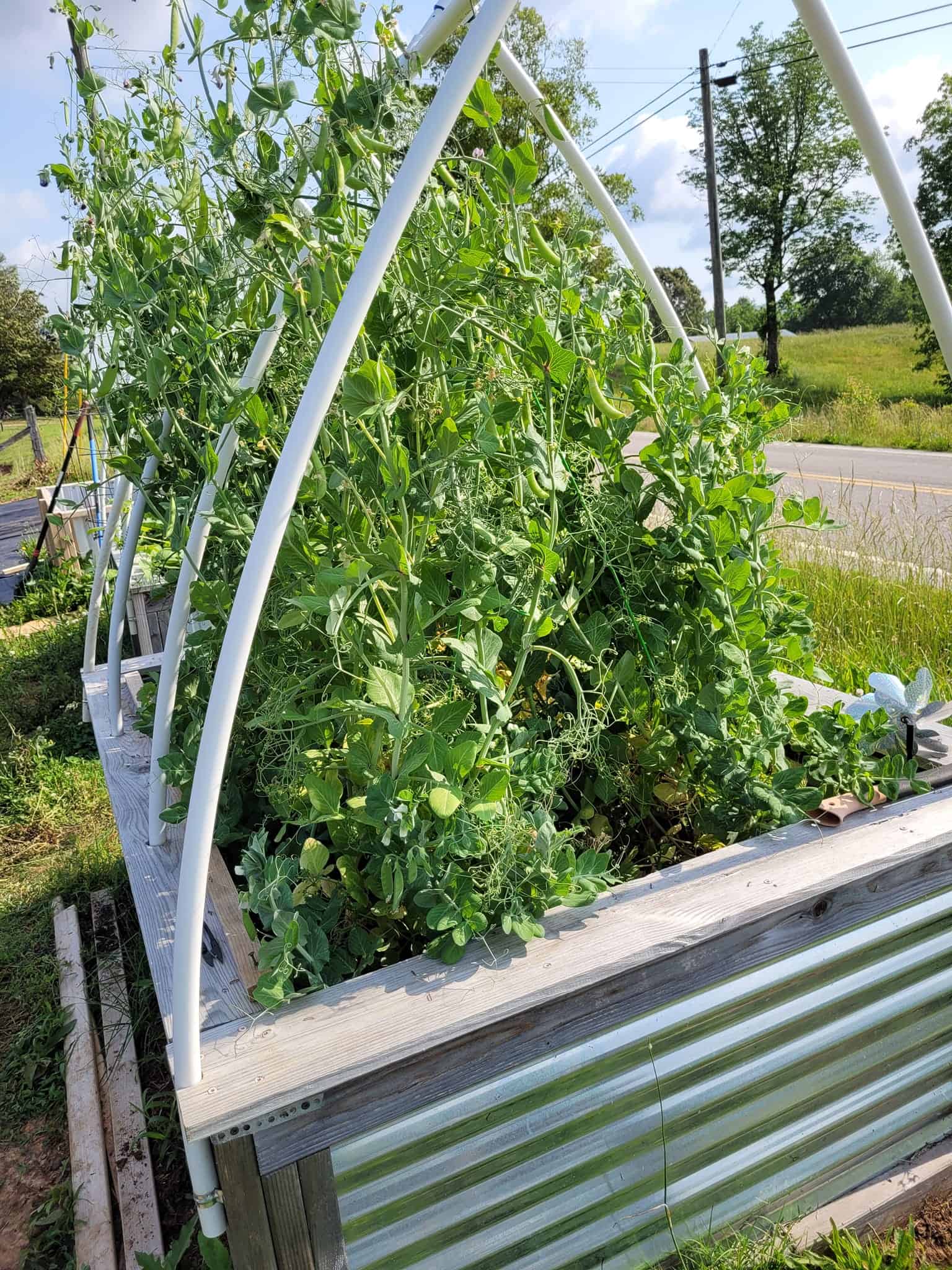 10 DIY Pea Trellis Ideas to Boost Your Garden - The Ultimate Homestead