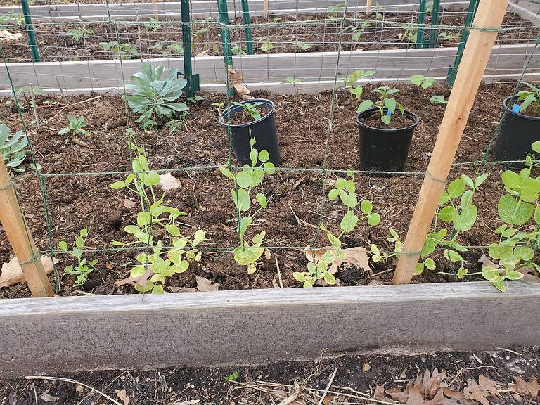 10 DIY Pea Trellis Ideas to Boost Your Garden - The Ultimate Homestead