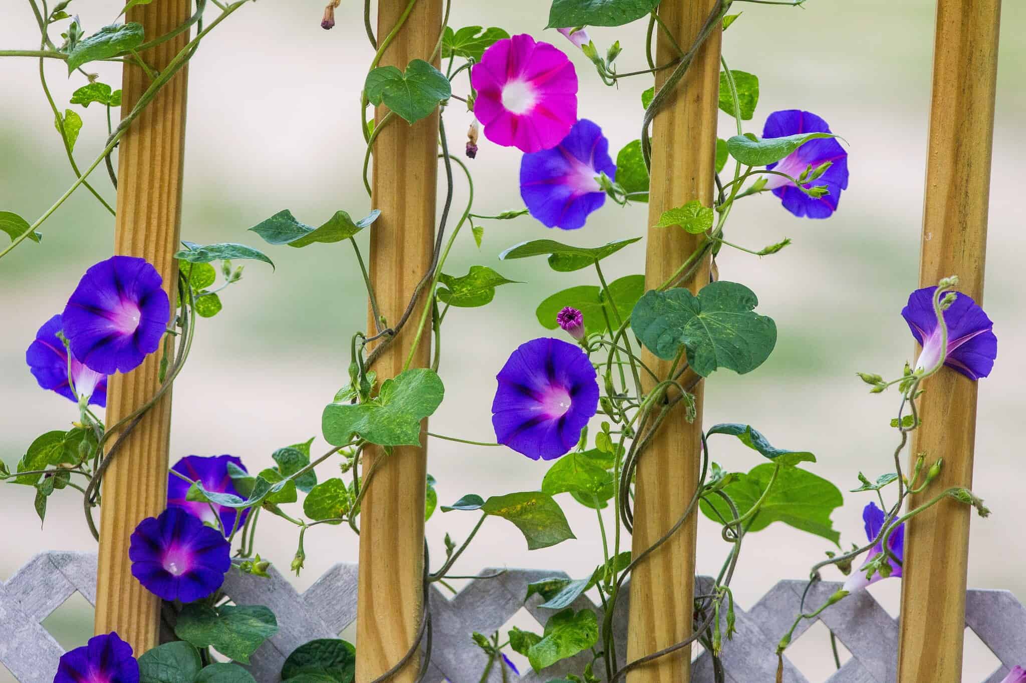 20 Flowering Vines for Color, Fragrance, and Pollinator-Friendly ...