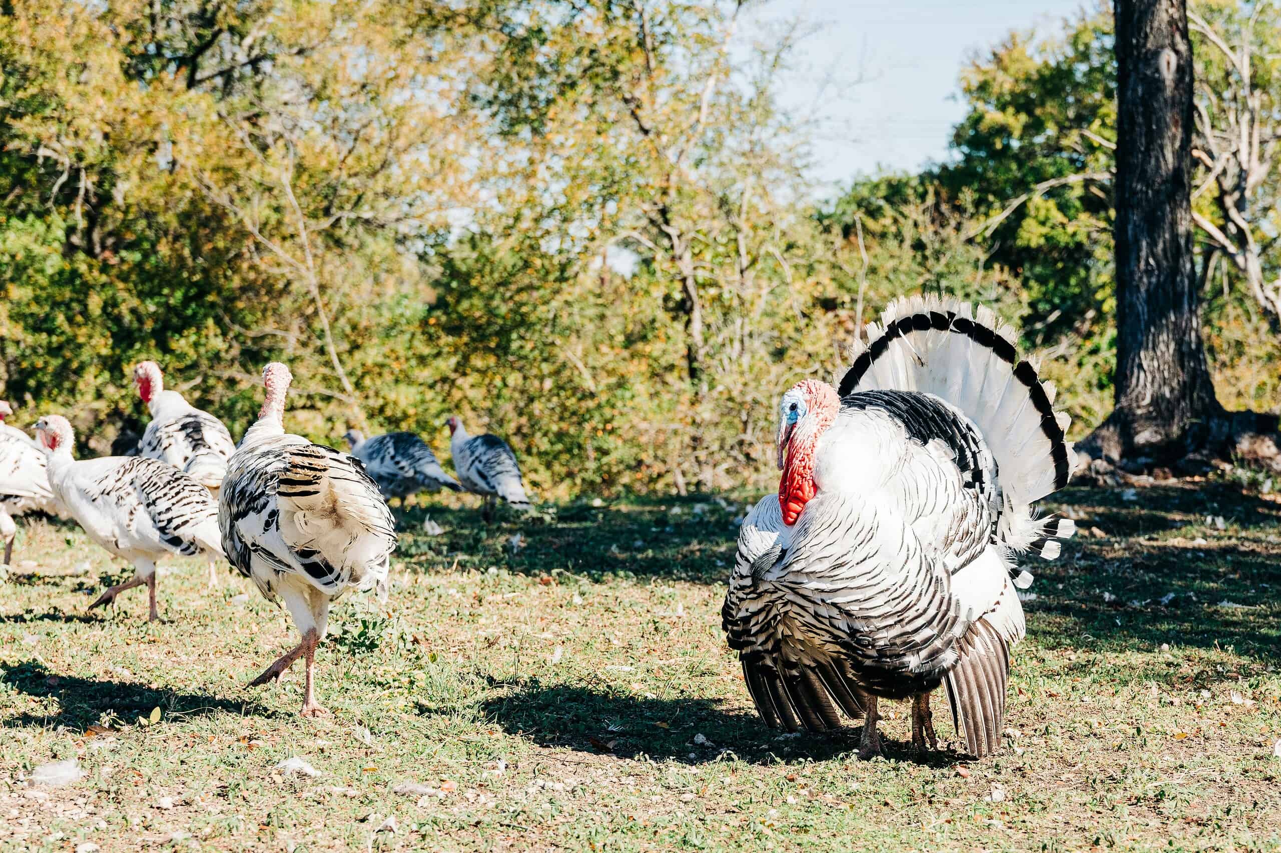 Raising Turkeys for Meat (A Complete Guide to Breeds, Feeding, and ...