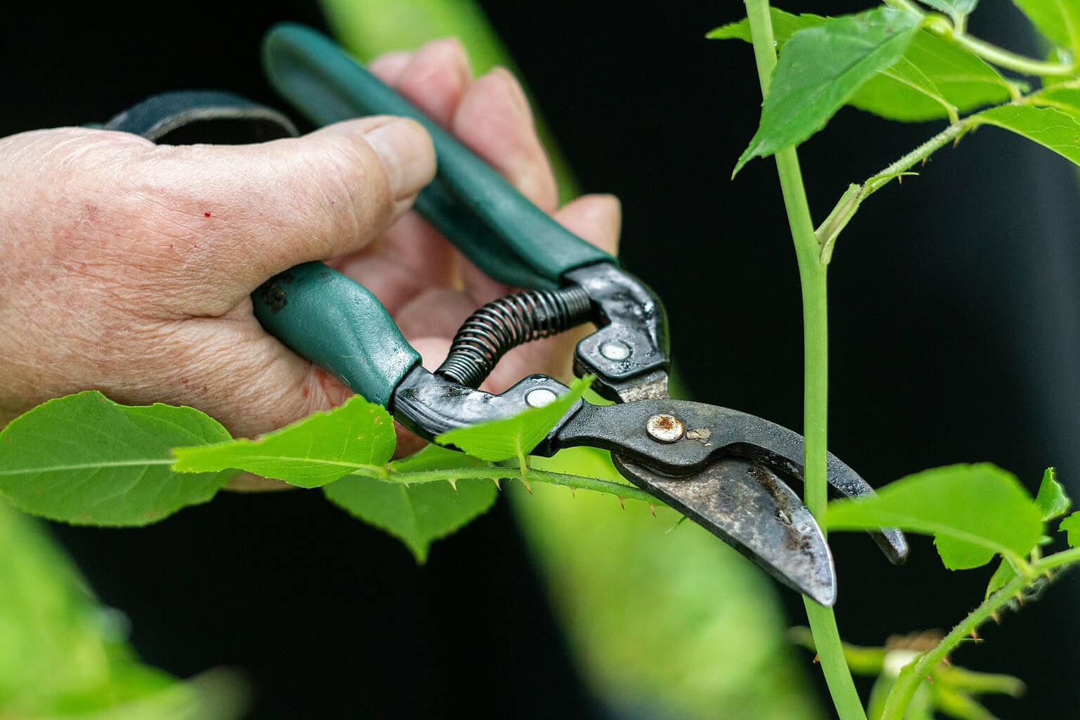 How to Prune Tomato Plants (It’s Easy!) - The Ultimate Homestead