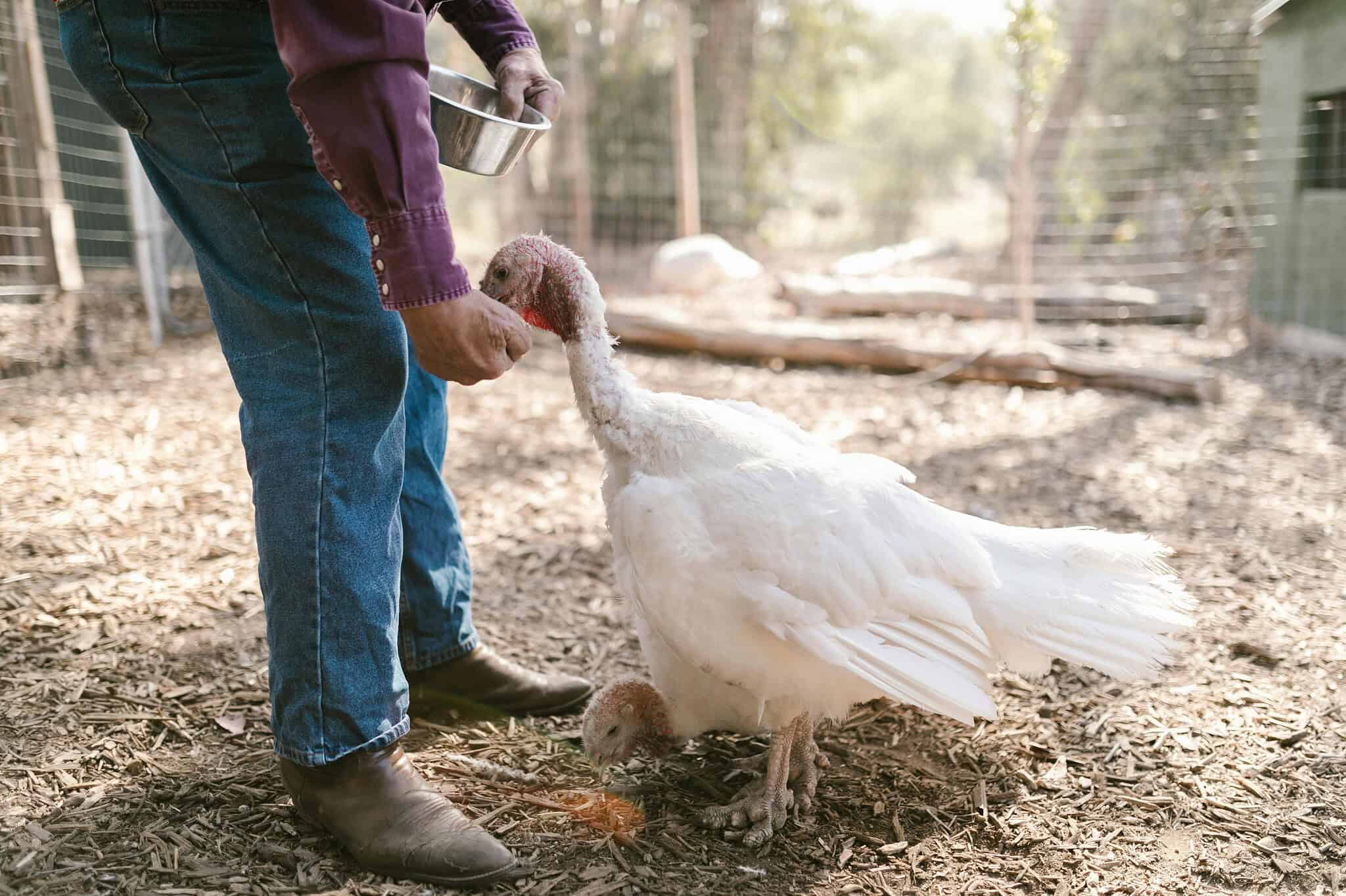 Raising Turkeys for Meat (A Complete Guide to Breeds, Feeding, and ...