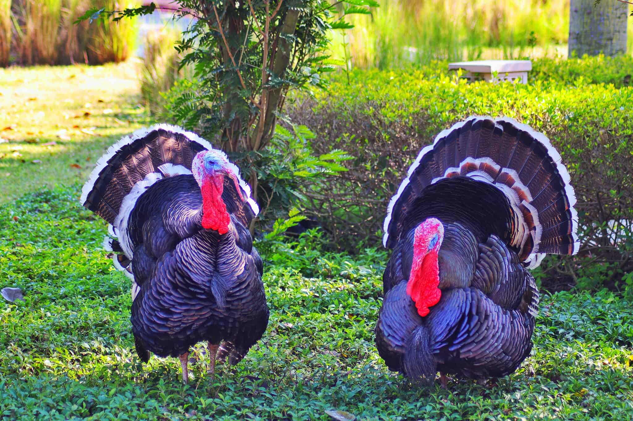 Raising Turkeys for Meat (A Complete Guide to Breeds, Feeding, and ...