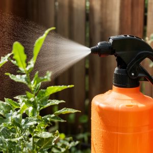 5 Homemade Insecticidal Soap Recipes (and How to Use Them Safely ...