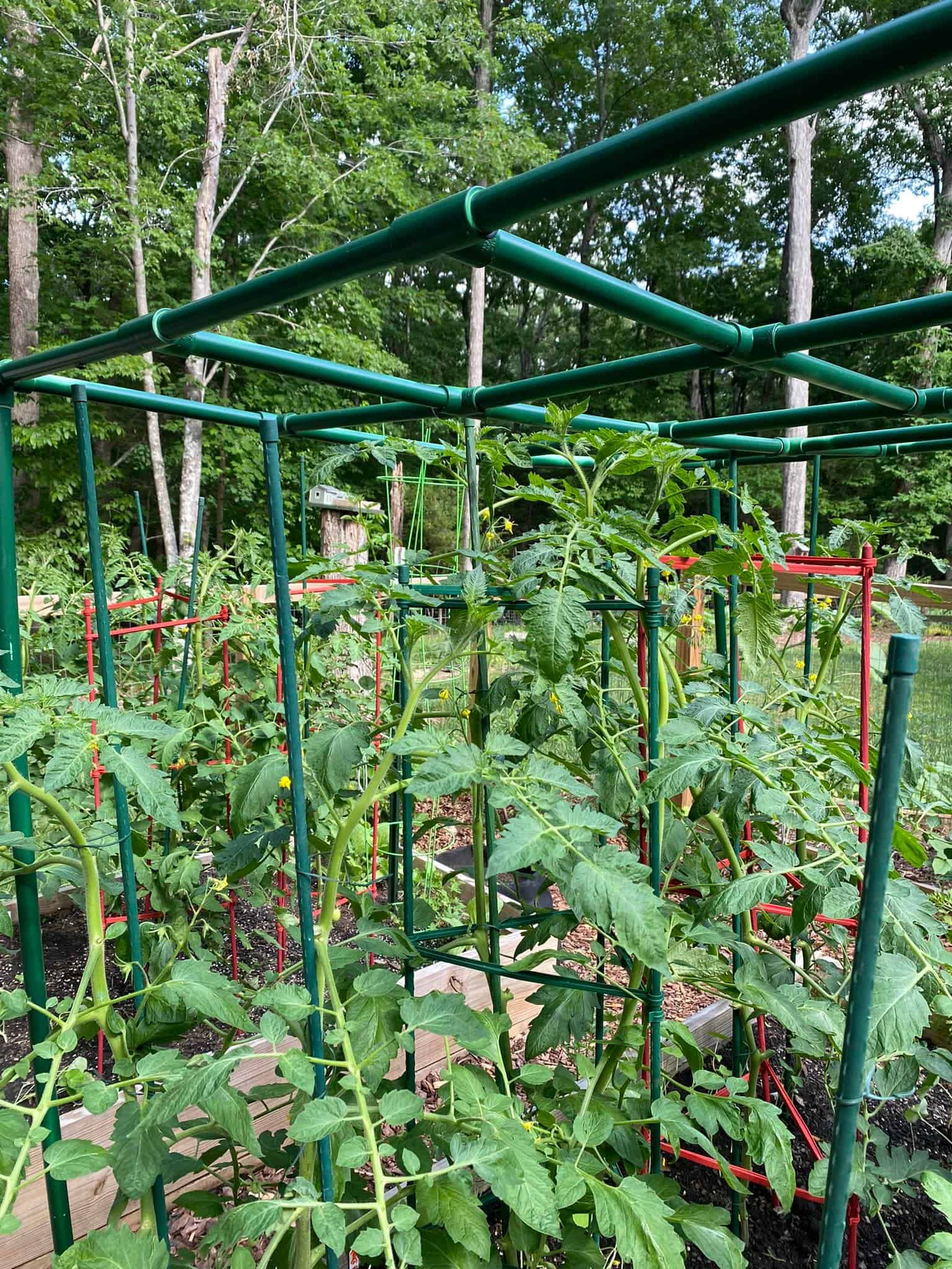 15 Tomato Trellis Ideas for Every Garden Type (Simple, DIY, and Heavy ...