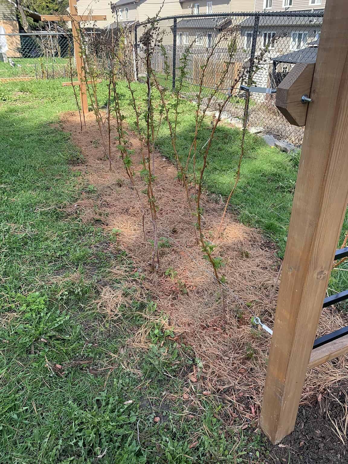How to Trellis Raspberries the Simple, Sturdy Way - The Ultimate Homestead