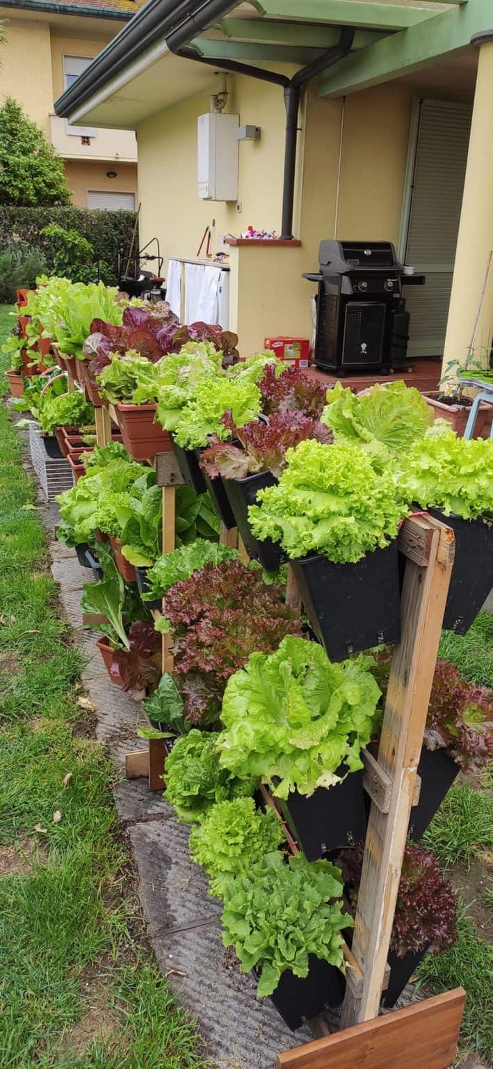 15 Backyard Farm Ideas That Are Actually Doable - The Ultimate Homestead