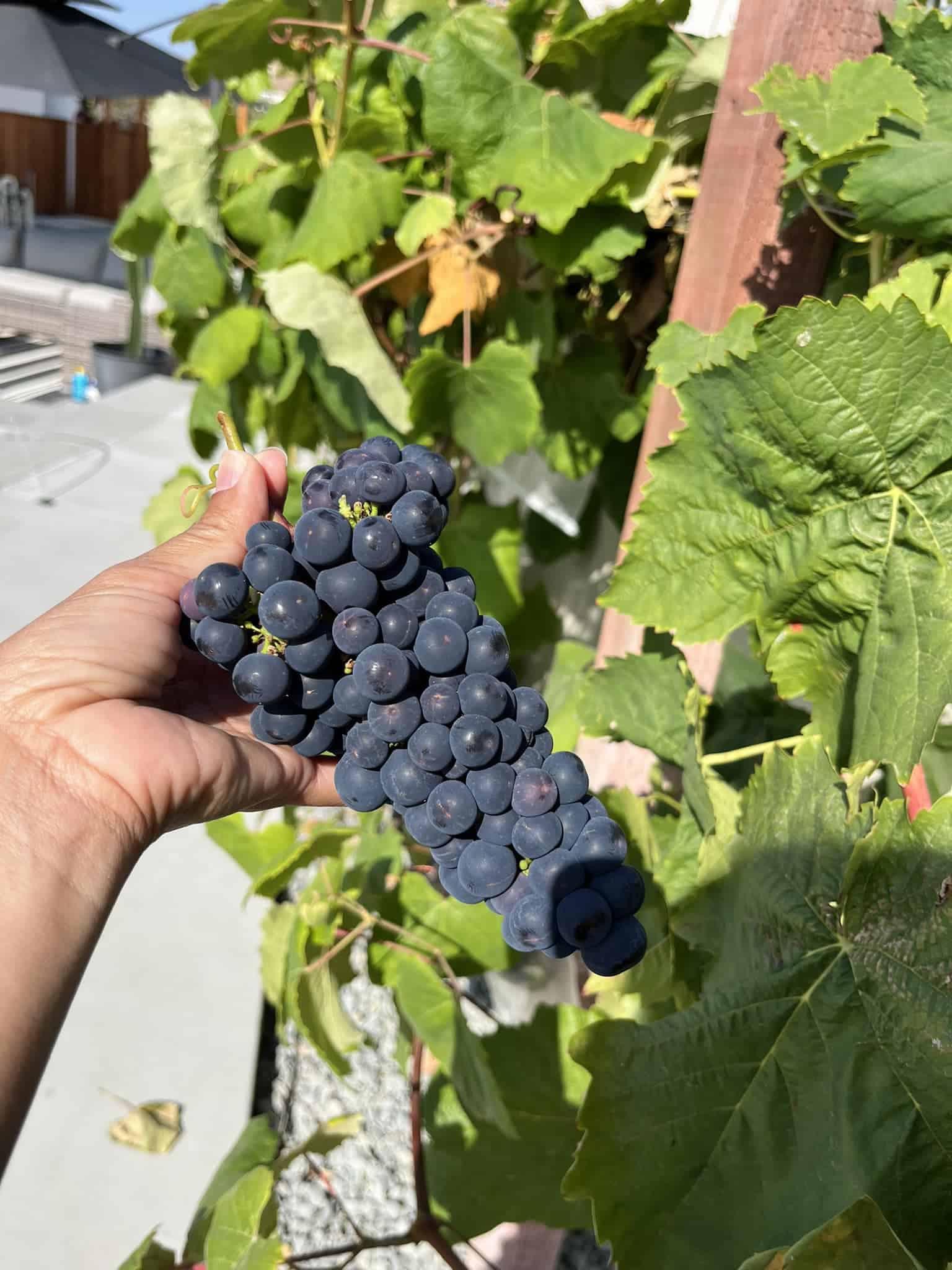 Easy Guide to Growing Grapes at Home - The Ultimate Homestead