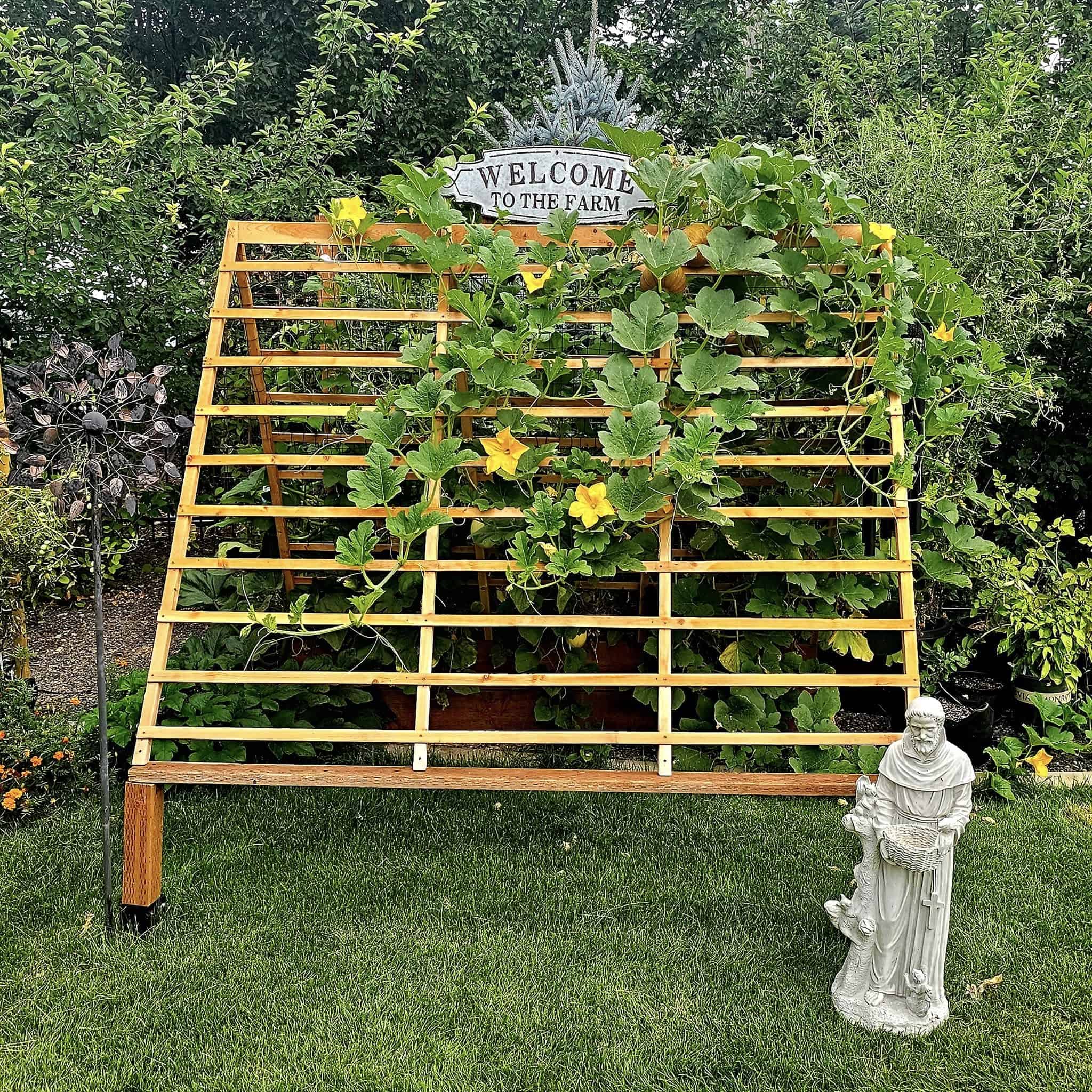 How to Grow Squash on a Trellis - The Ultimate Homestead