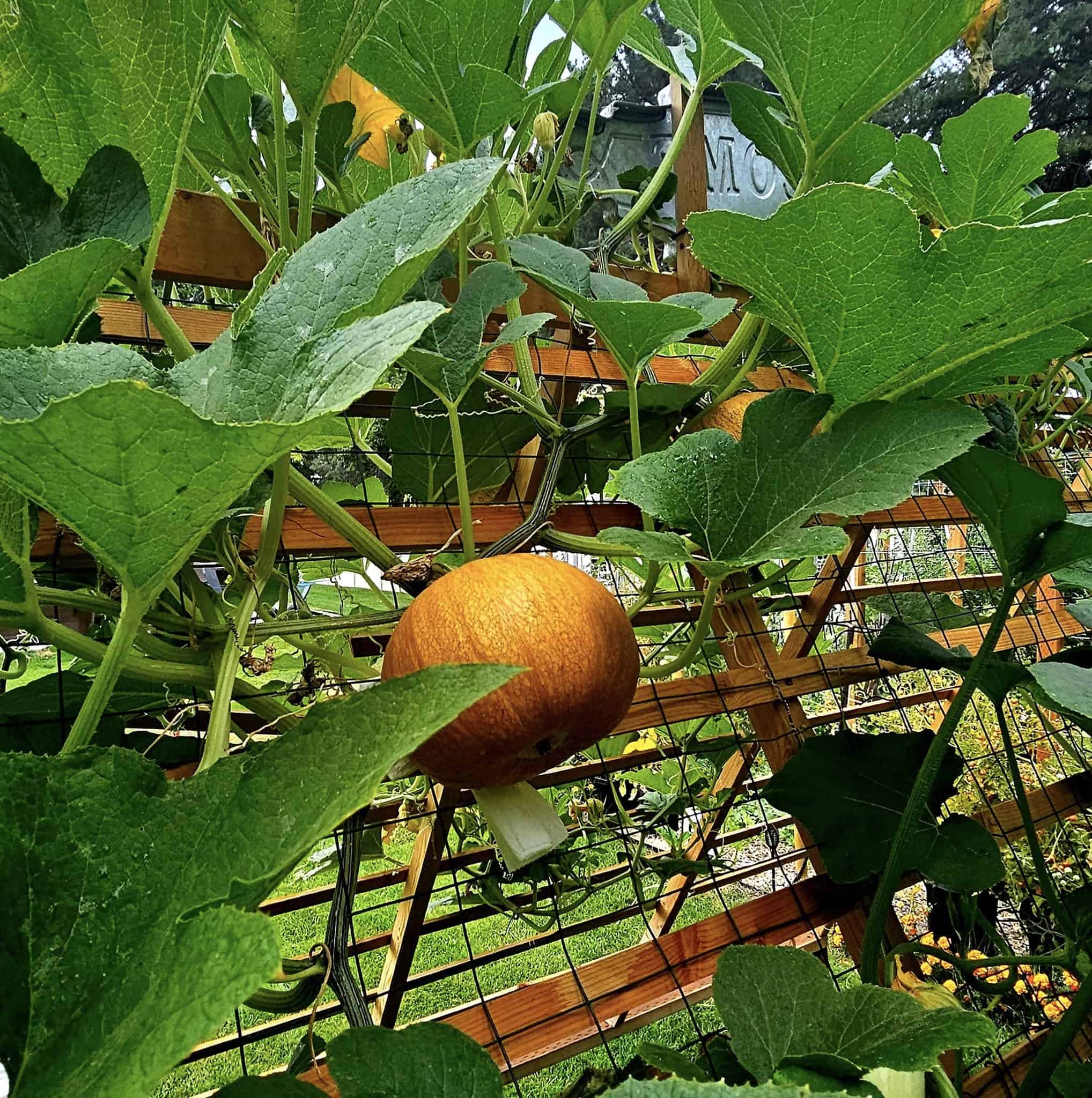 How to Grow Squash on a Trellis - The Ultimate Homestead
