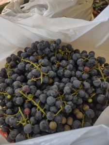 Easy Guide to Growing Grapes at Home - The Ultimate Homestead