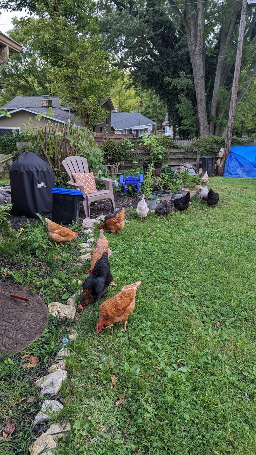 How to Free Range Your Chickens Safely (10 Tips That Work) - The ...