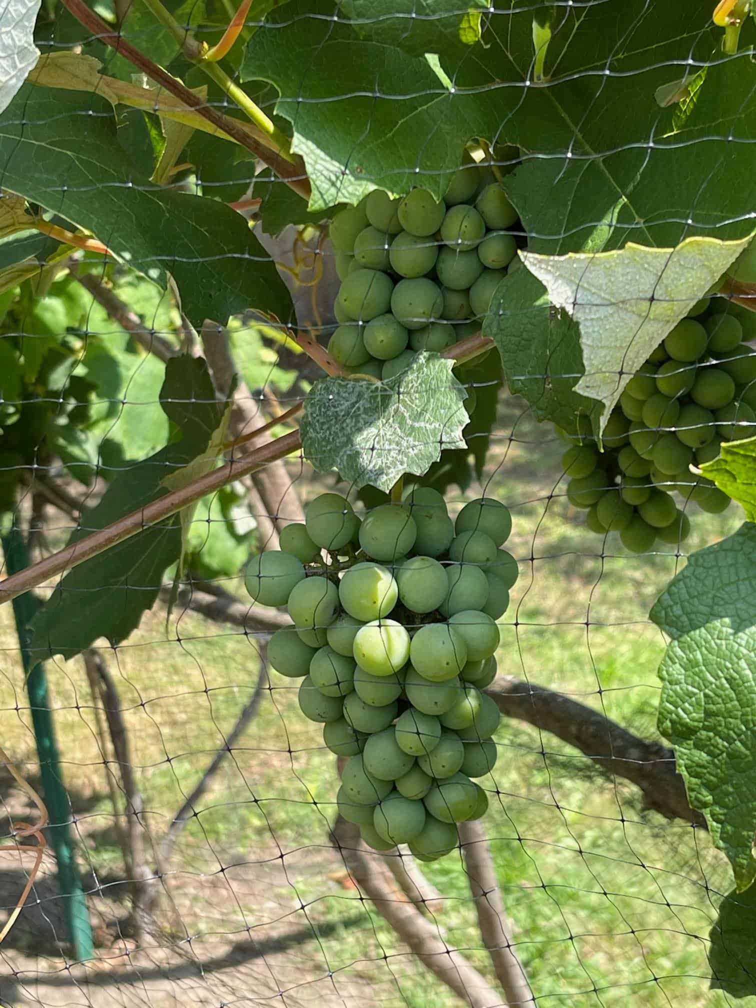 Easy Guide to Growing Grapes at Home - The Ultimate Homestead