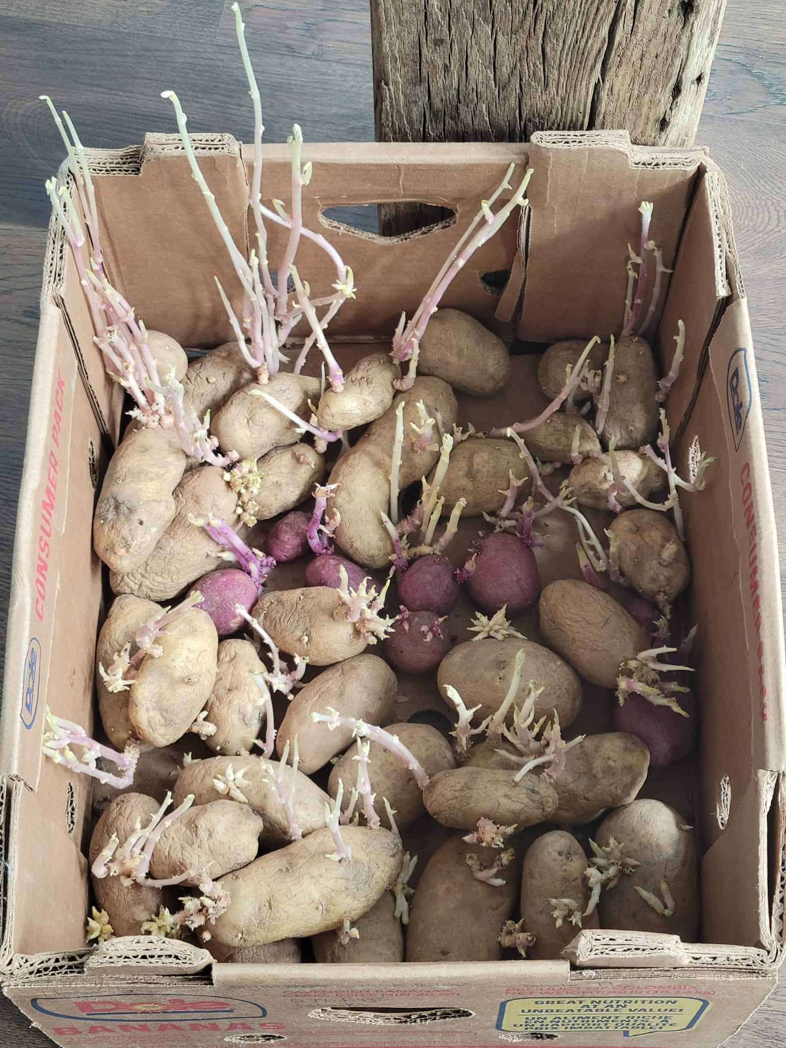 How to Plant Potatoes in Just 10 Easy Steps - The Ultimate Homestead