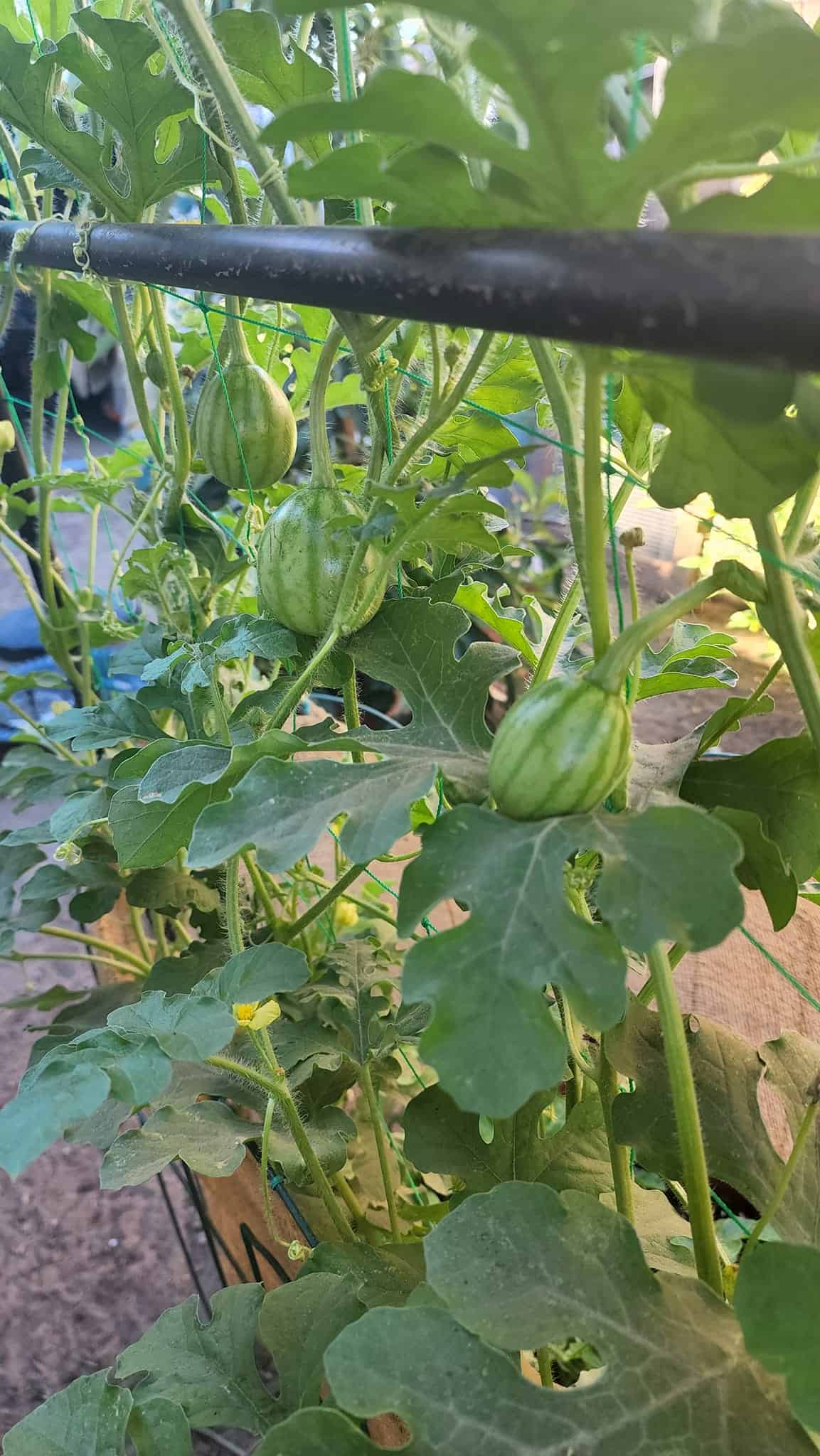 Growing Watermelon on a Trellis - The Ultimate Homestead
