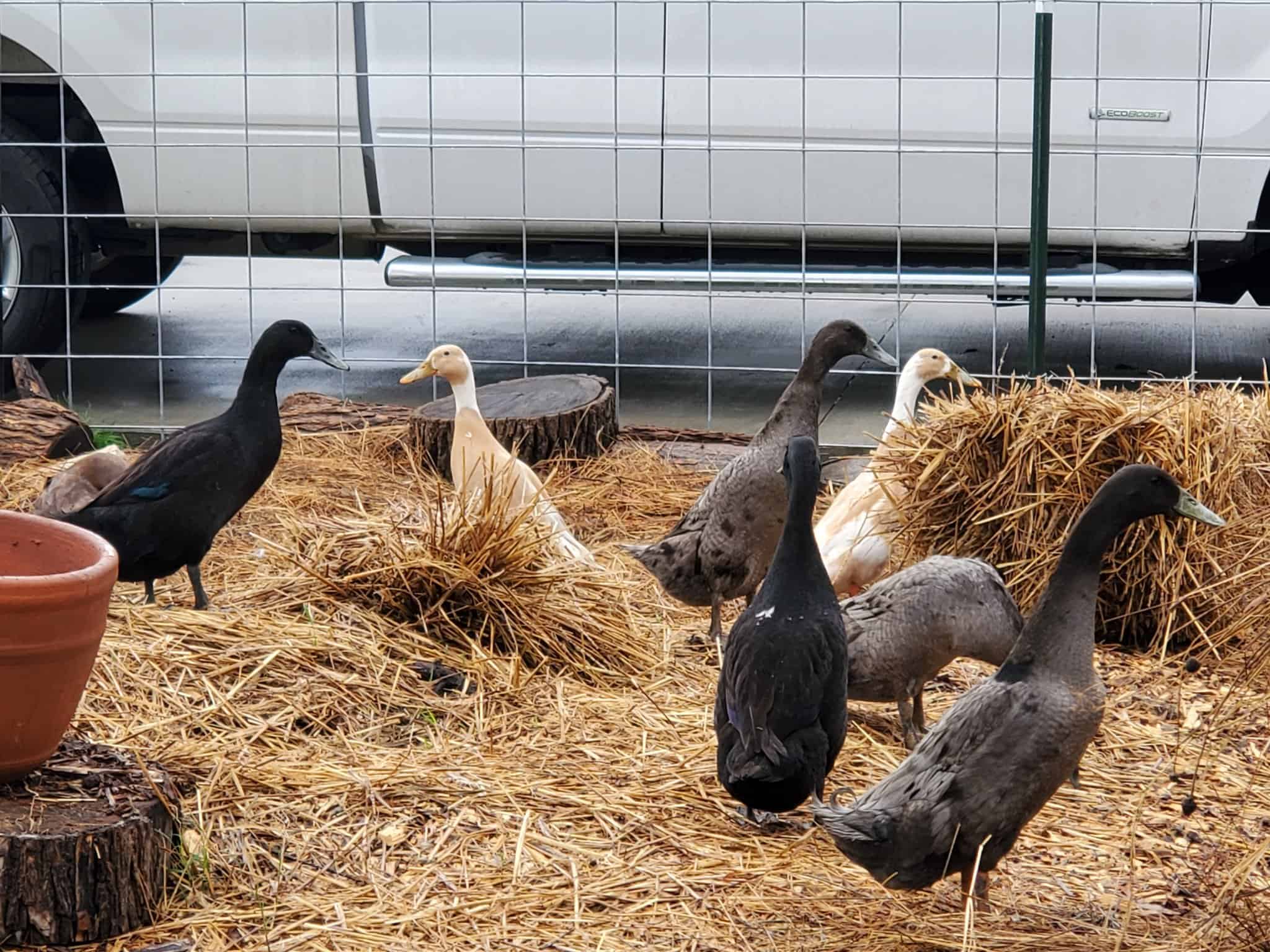 15 Backyard Farm Ideas That Are Actually Doable - The Ultimate Homestead