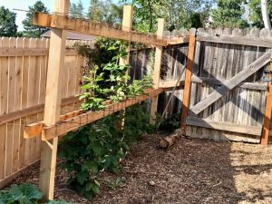 How to Trellis Raspberries the Simple, Sturdy Way - The Ultimate Homestead