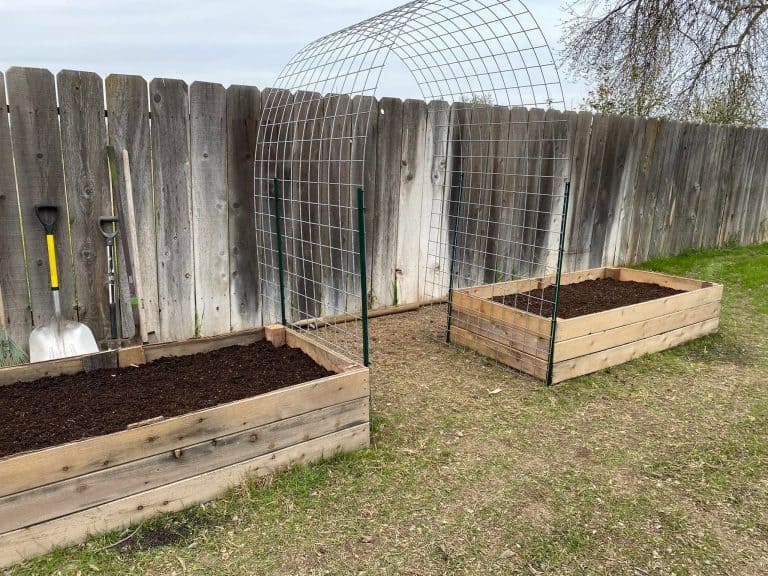 10 Best Trellises for Sweet Peas (DIY & Ready-Made Options!) - The ...