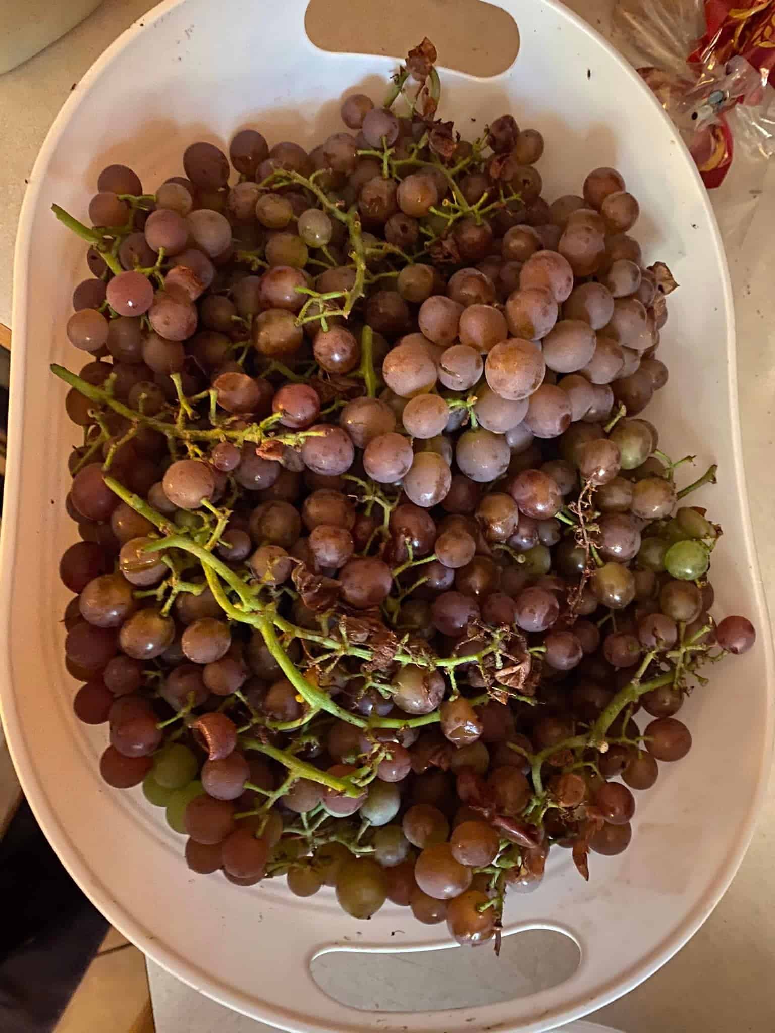 Easy Guide to Growing Grapes at Home - The Ultimate Homestead
