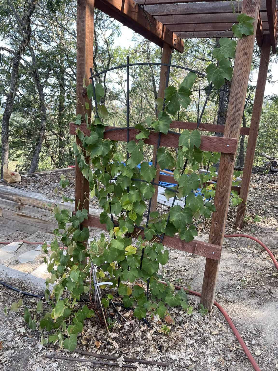 Easy Guide to Growing Grapes at Home - The Ultimate Homestead