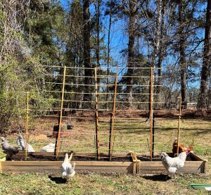 15 Backyard Farm Ideas That Are Actually Doable - The Ultimate Homestead